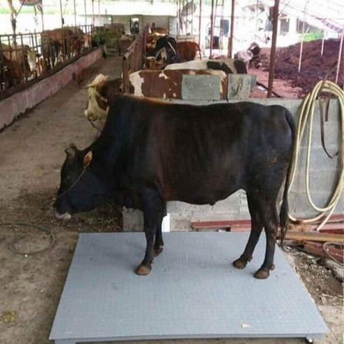 Cattle Weight Measurement Platform, Farm Animal Scale – Smart Weighing ...